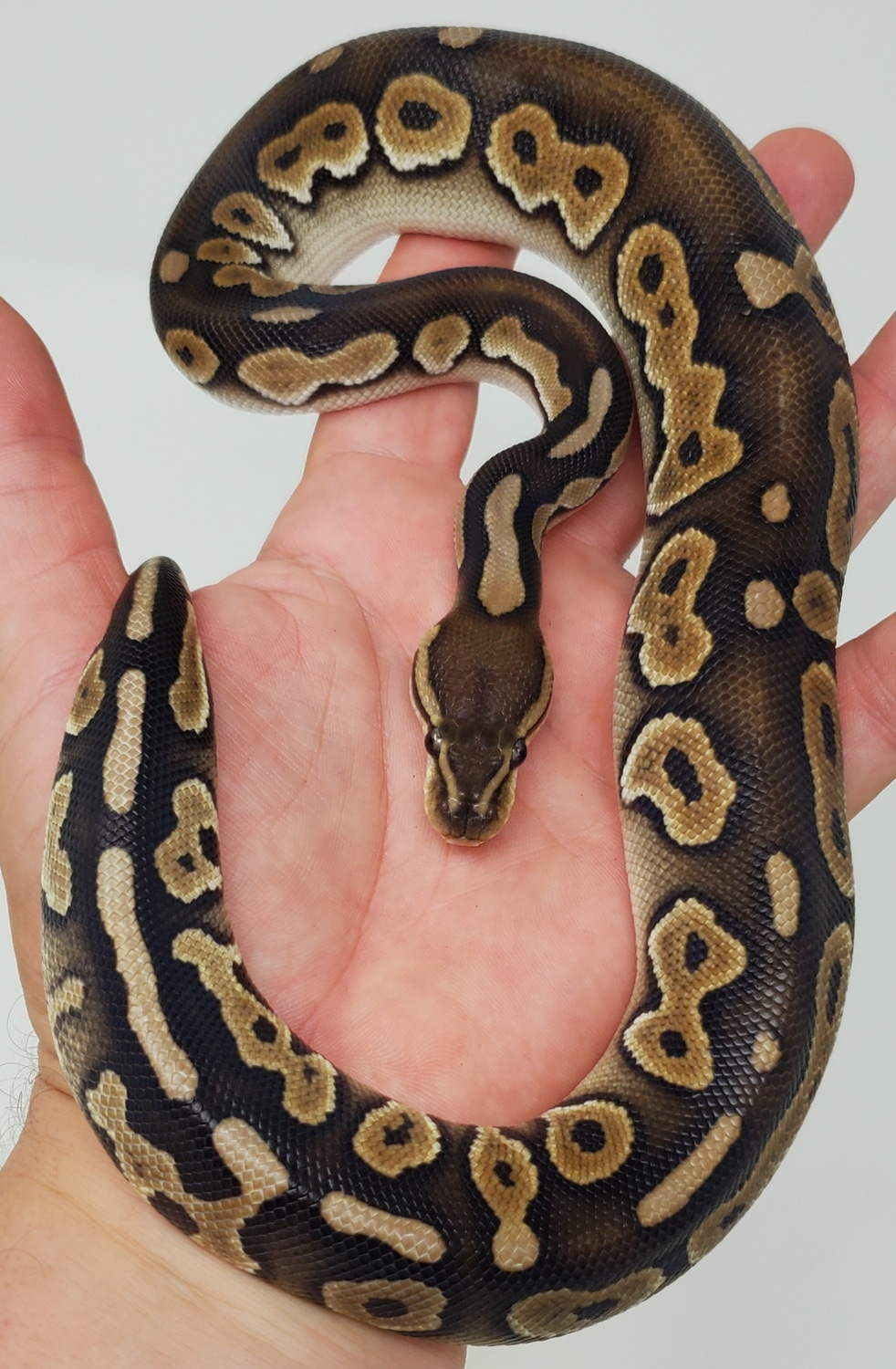 Chocolate Cinnamon Special Or Mystic Het Clown Ball Python by Fire Ball Pythons - MorphMarket