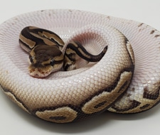 Chocolate Cinnamon Special Or Mystic Het Clown Ball Python by Fire Ball Pythons - MorphMarket