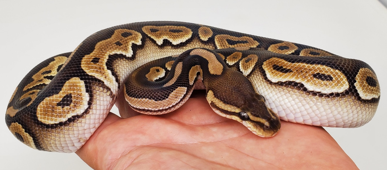 Chocolate Cinnamon Special Or Mystic Het Clown Ball Python by Fire Ball Pythons - MorphMarket