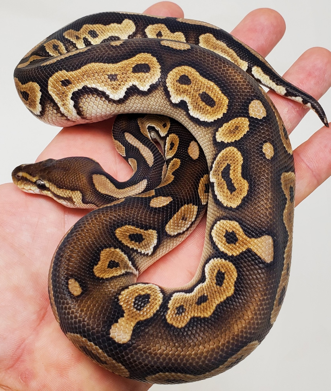 Chocolate Cinnamon Special Or Mystic Het Clown Ball Python by Fire Ball ...