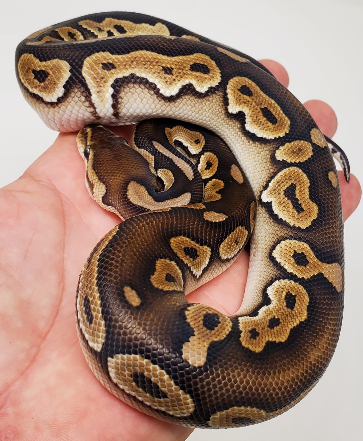 Chocolate Cinnamon Special Or Mystic Het Clown Ball Python by Fire Ball ...