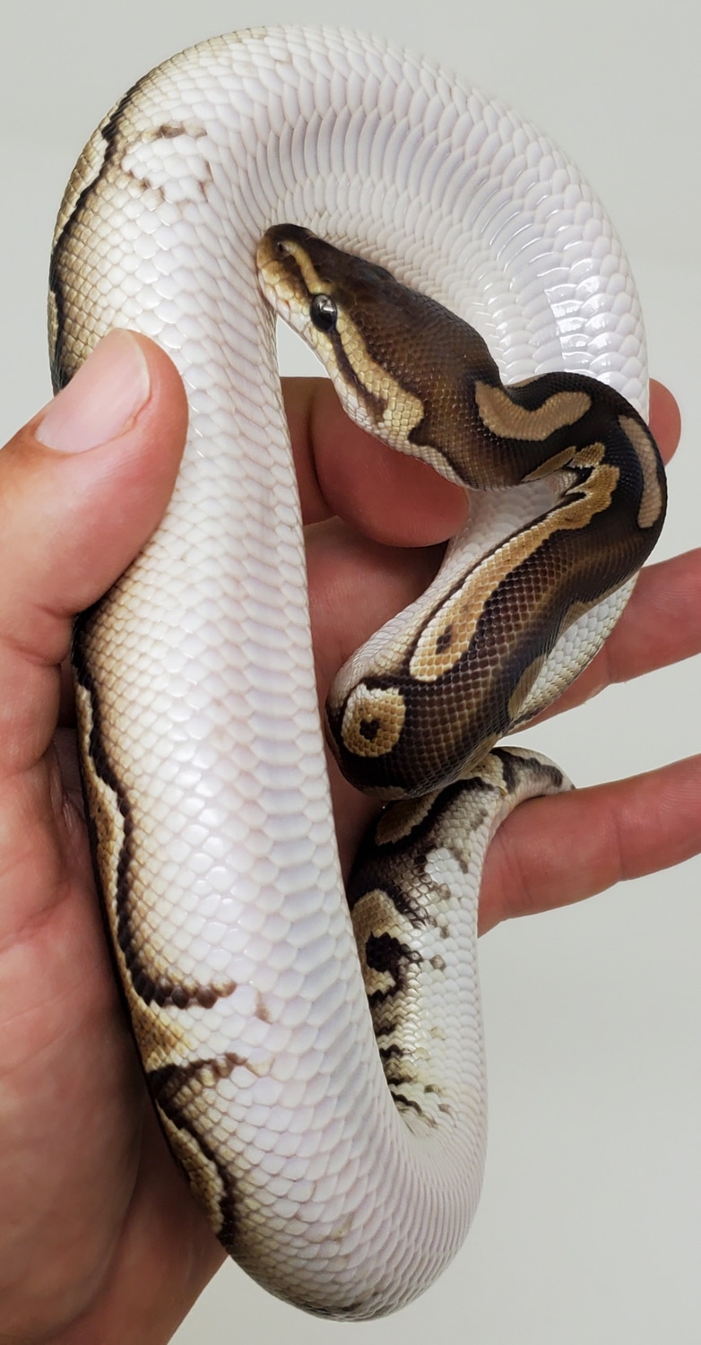 Chocolate Cinnamon Special Or Mystic Het Clown Ball Python by Fire Ball Pythons - MorphMarket