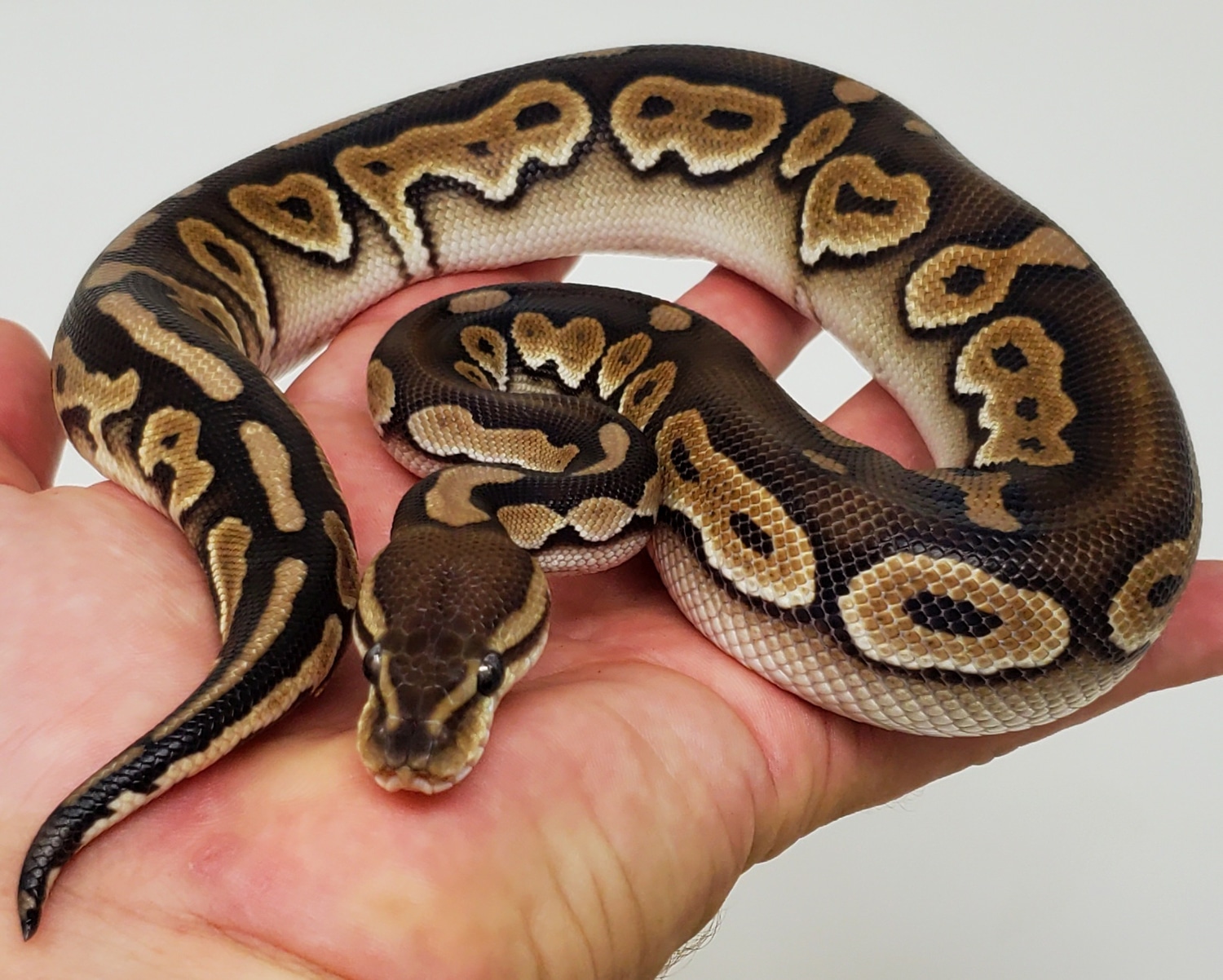 Chocolate Cinnamon Special Or Mystic Het Clown Ball Python by Fire Ball ...