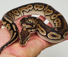 Chocolate Cinnamon Special Or Mystic Het Clown Ball Python by Fire Ball Pythons - MorphMarket