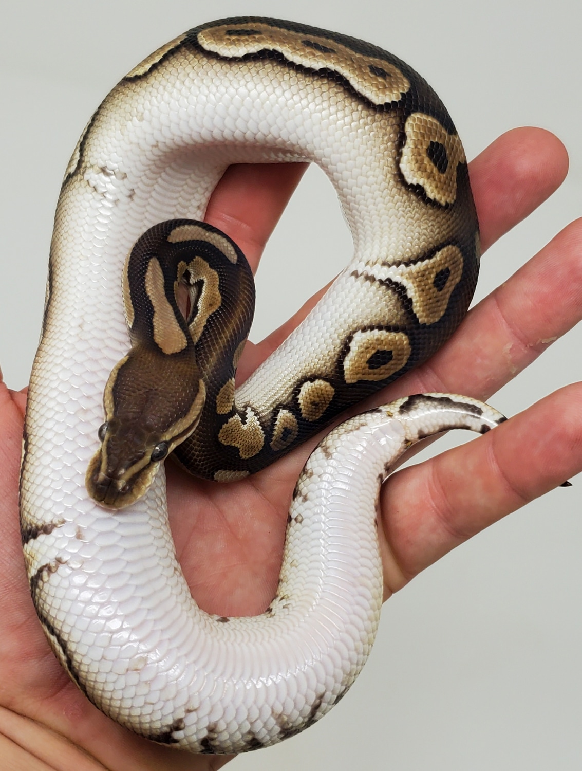 Chocolate Cinnamon Special Or Mystic Het Clown Ball Python by Fire Ball ...