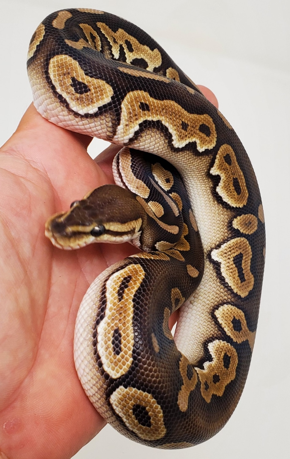 Chocolate Cinnamon Special Or Mystic Het Clown Ball Python by Fire Ball ...