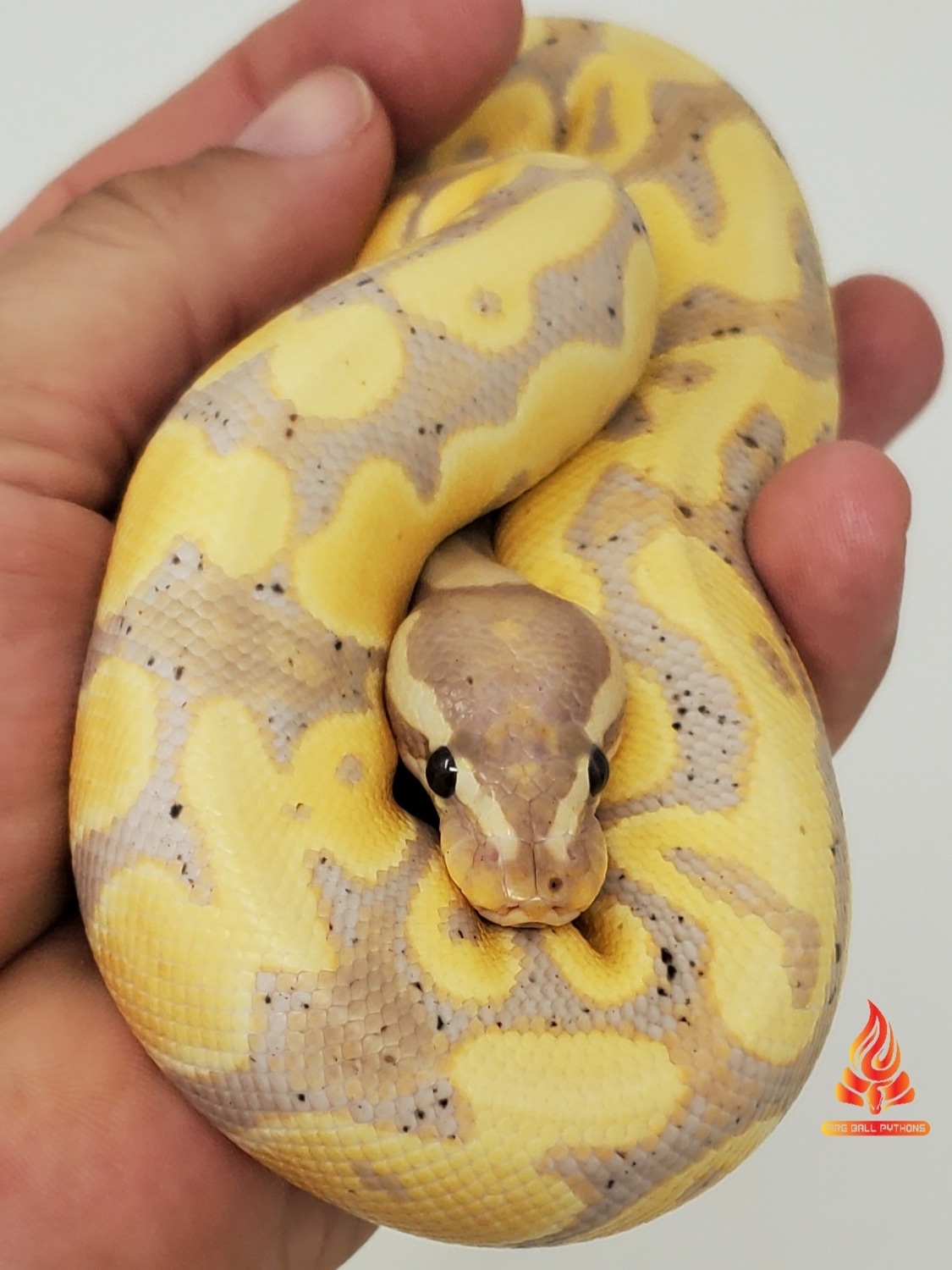CG YB Blade Dbl Het Clown Pied Ball Python by Fire Ball Pythons ...