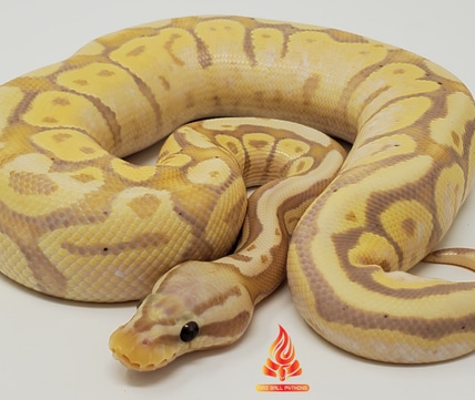 Black Pastel Lavander Albino 100% Het Pied Ball Python by Fire Ball ...
