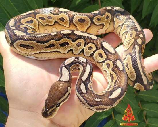 Chocolate (Noco Line) Special Cinnamon Het Clown Ball Python by Fire Ball Pythons