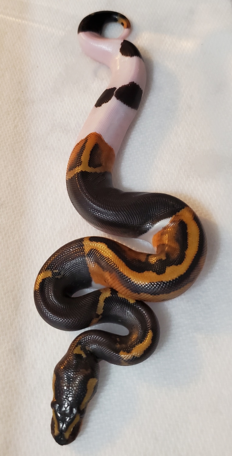 Mahogany Black Pastel Paradox Pied Ball Python by Fire Ball Pythons ...