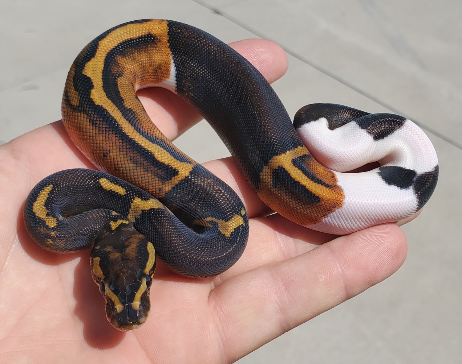 Mahogany Black Pastel Paradox Pied Ball Python by Fire Ball Pythons ...