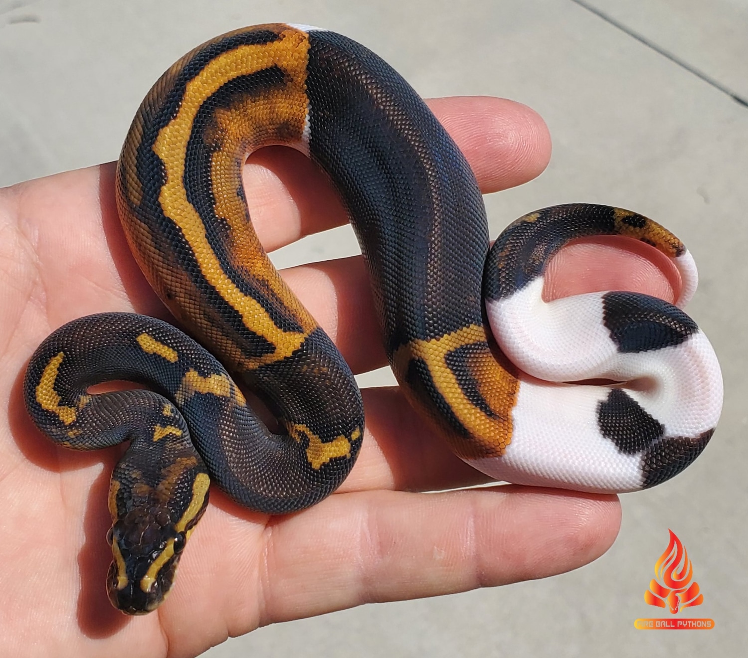 Mahogany Black Pastel Paradox Pied Chimera Ball Python By Fire Ball