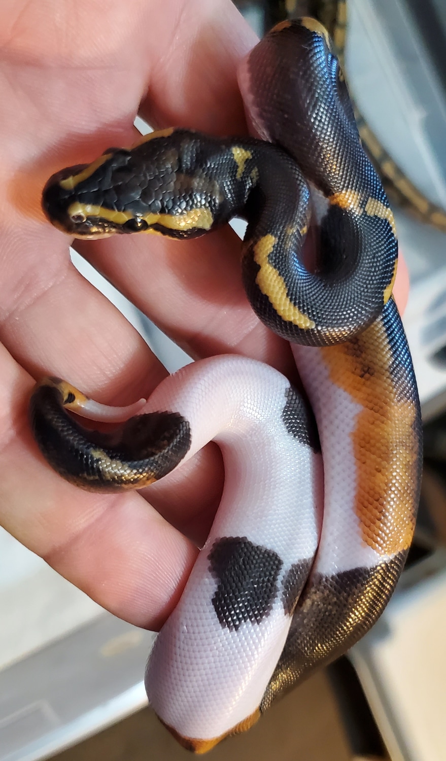 Mahogany Black Pastel Paradox Pied Ball Python by Fire Ball Pythons ...