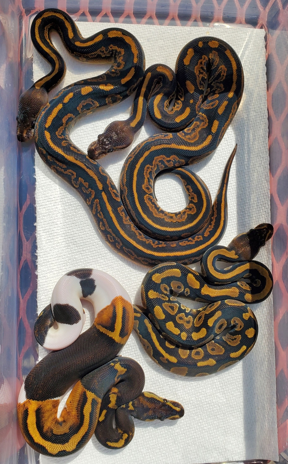 Mahogany Black Pastel Paradox Pied Ball Python by Fire Ball Pythons ...