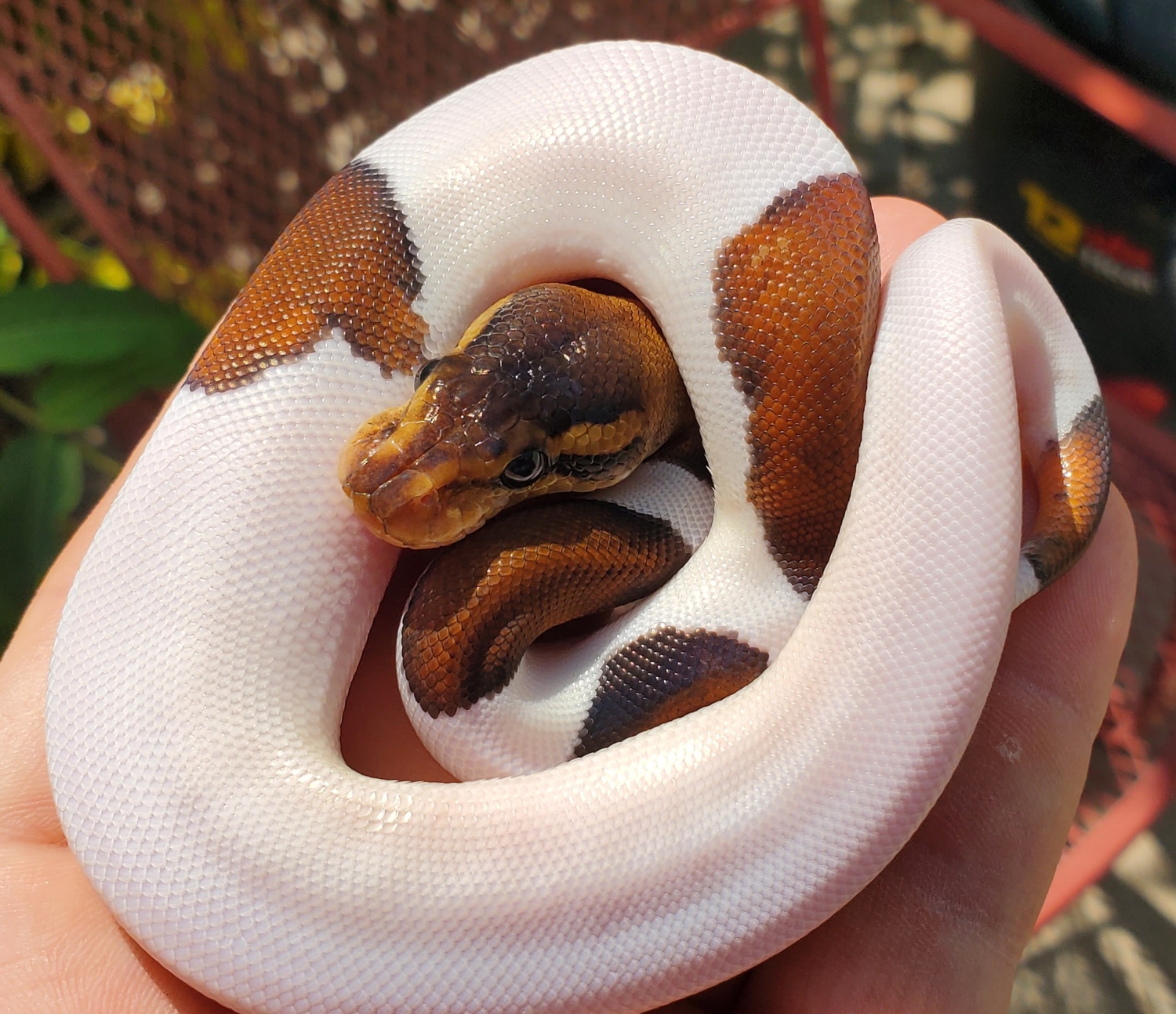 Mahogany Black Pastel Paradox Pied Ball Python by Fire Ball Pythons ...
