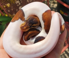 Mahogany Black Pastel Paradox Pied Ball Python by Fire Ball Pythons ...