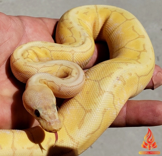 CG Killer Blast 100% Het Orange Ghost Ball Python by Fire Ball Pythons