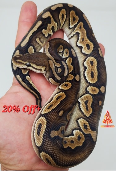 Chocolate Cinnamon Special Or Mystic Het Clown Ball Python by Fire Ball ...
