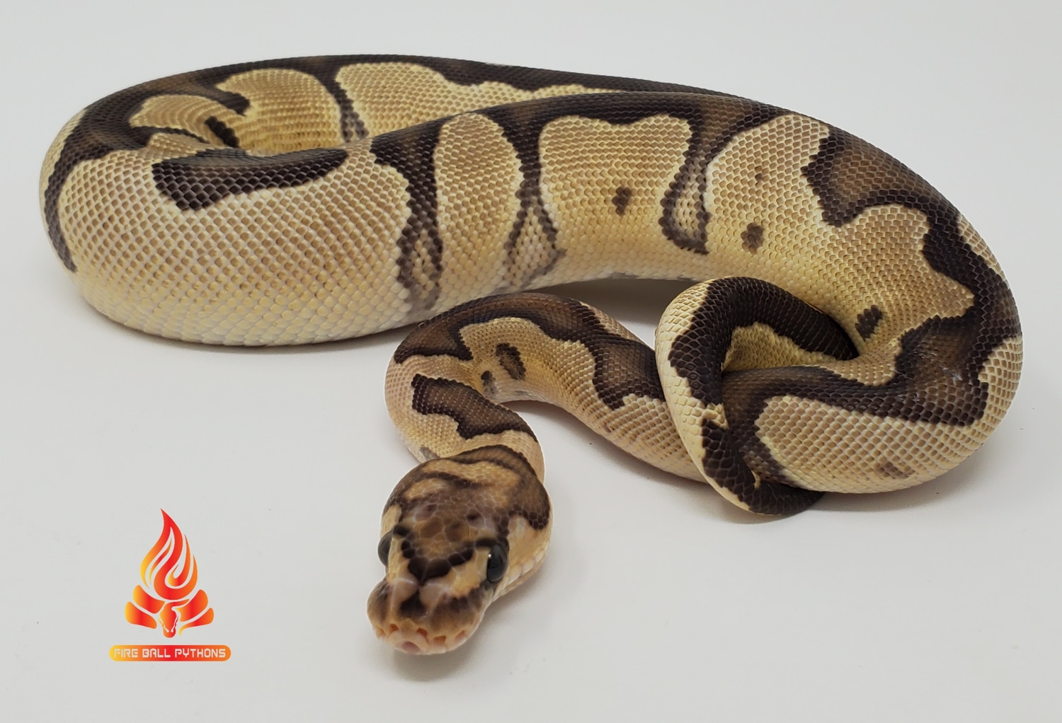 OD Fire Clown Ball Python by Fire Ball Pythons - MorphMarket