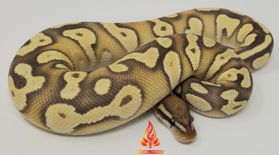 OD Enchi Mojave Hypo Ball Python by Fire Ball Pythons