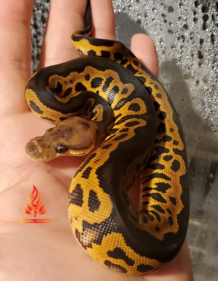 Black Pastel Leopard YB Clown Ball Python by Fire Ball Pythons