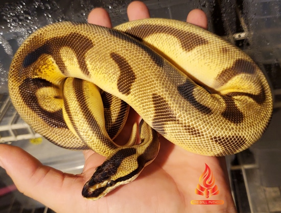 Super OD Enchi Leopard Ball Python by Fire Ball Pythons