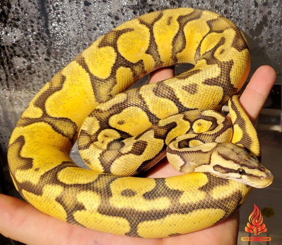 OD Enchi Pastel Hypo Ball Python by Fire Ball Pythons