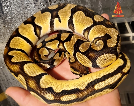 Super OD Ball Python by Fire Ball Pythons