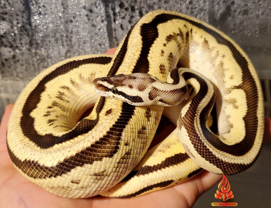 Orange Dream (Prob Super OD) Leopard Firefly Het Pied Ball Python by ...