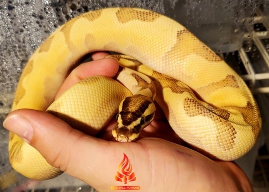Super OD Enchi Fire YB Ball Python by Fire Ball Pythons