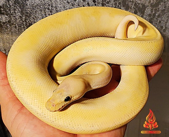 Enchi Pastel Champagne Pinstripe (Poss OD) Hypo Ball Python by Fire ...