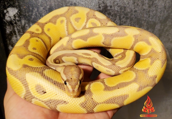 CG YB Blade Dbl Het Clown Pied Ball Python by Fire Ball Pythons