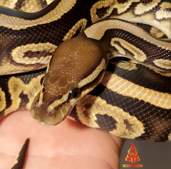 Black Pastel Dbl Het DG Clown 50% Het Pied Ball Python by Fire Ball Pythons