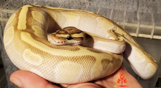Enchi Butter Fire 100% Het Clown Ball Python by Fire Ball Pythons