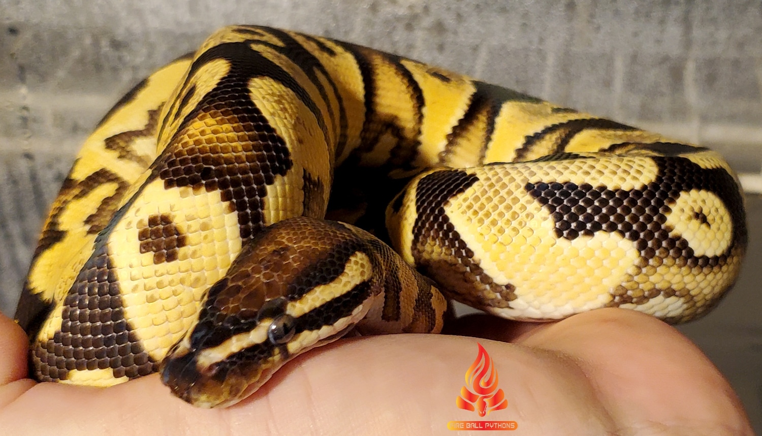 Super OD YB Ball Python by Fire Ball Pythons - MorphMarket