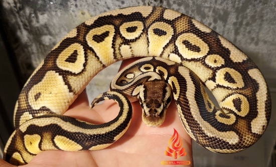 Pastel Mytic/Bel Gene Ball Python by Fire Ball Pythons