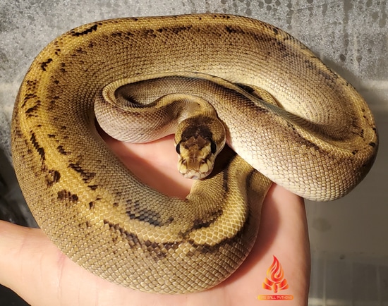 Enchi Blackhead Champagne Het Hypo Ball Python by Fire Ball Pythons