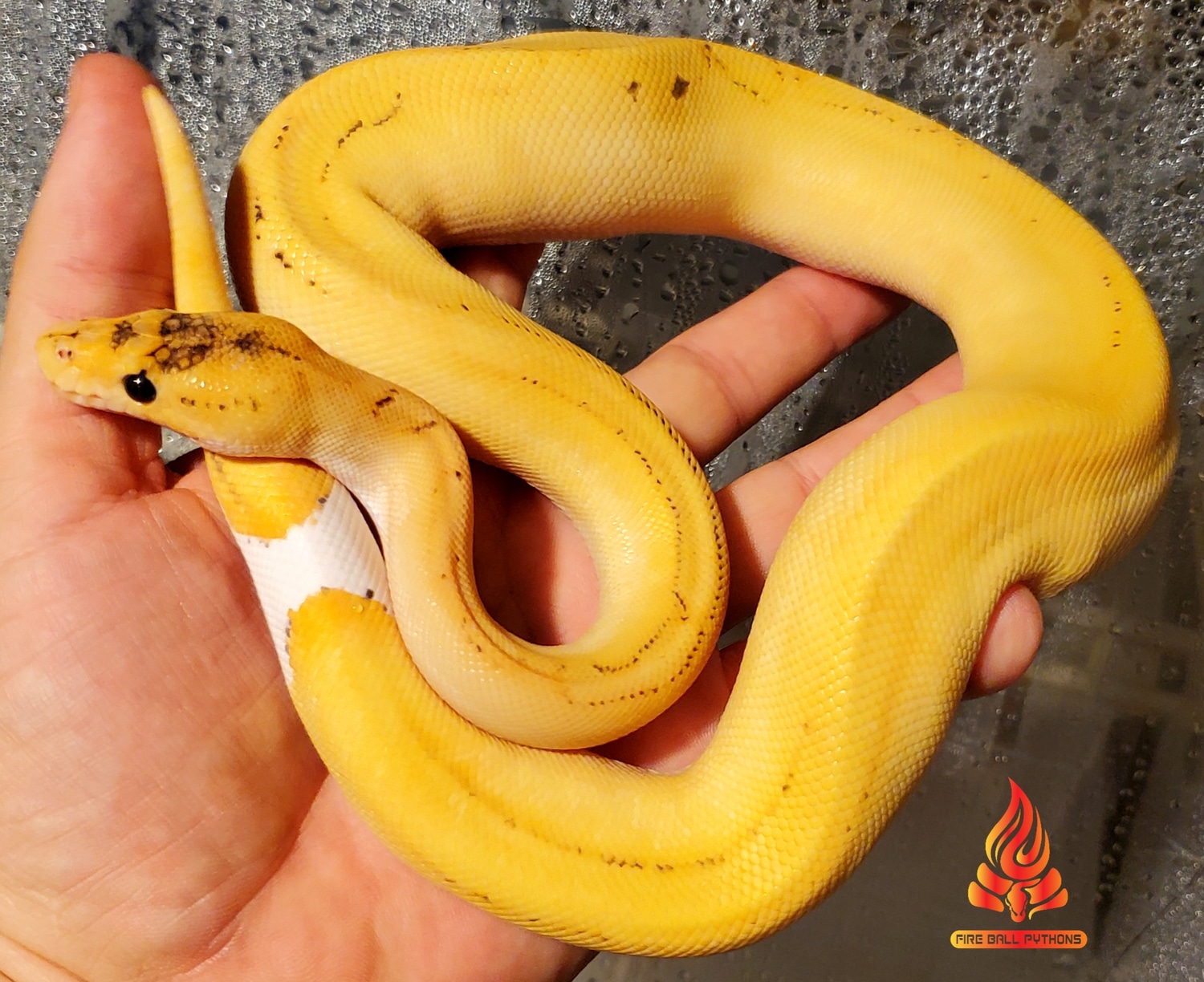 Super OD Super Enchi Champagne Het Hypo Ball Python by Fire Ball ...