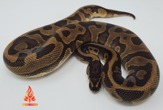 🔥Enchi Leopard YB Het Pied!🔥 Ball Python by Fire Ball Pythons