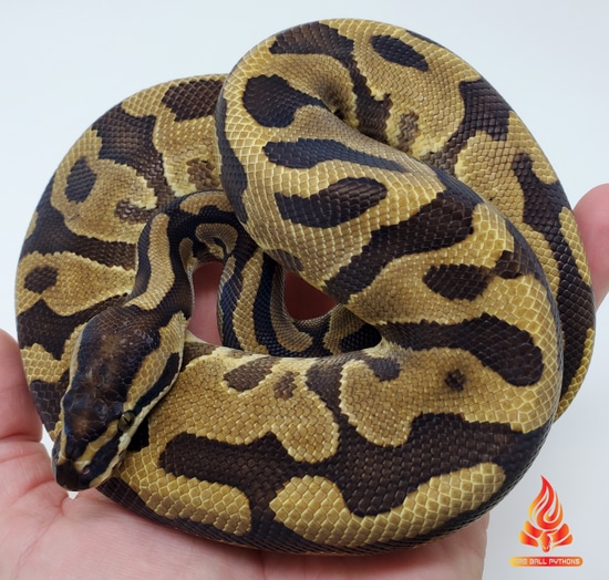 Enchi Leopard Het Pied (Poss YB) Ball Python by Fire Ball Pythons