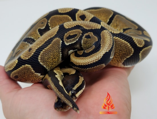 Mandarin Ball Python by Fire Ball Pythons