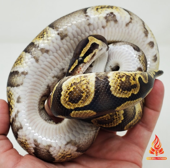 🔥GHI Dbl Het DG Clown 50% Het Pied!🔥 Ball Python by Fire Ball Pythons
