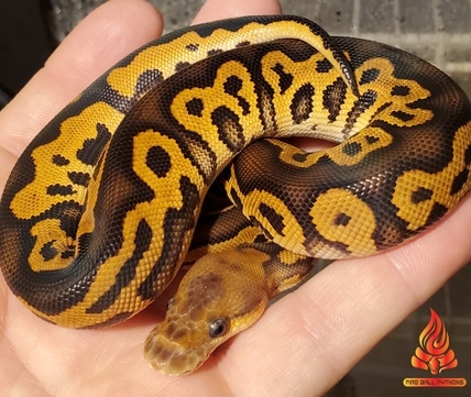 Cypress Leopard Black Pastel Clown Ball Python by Fire Ball Pythons ...