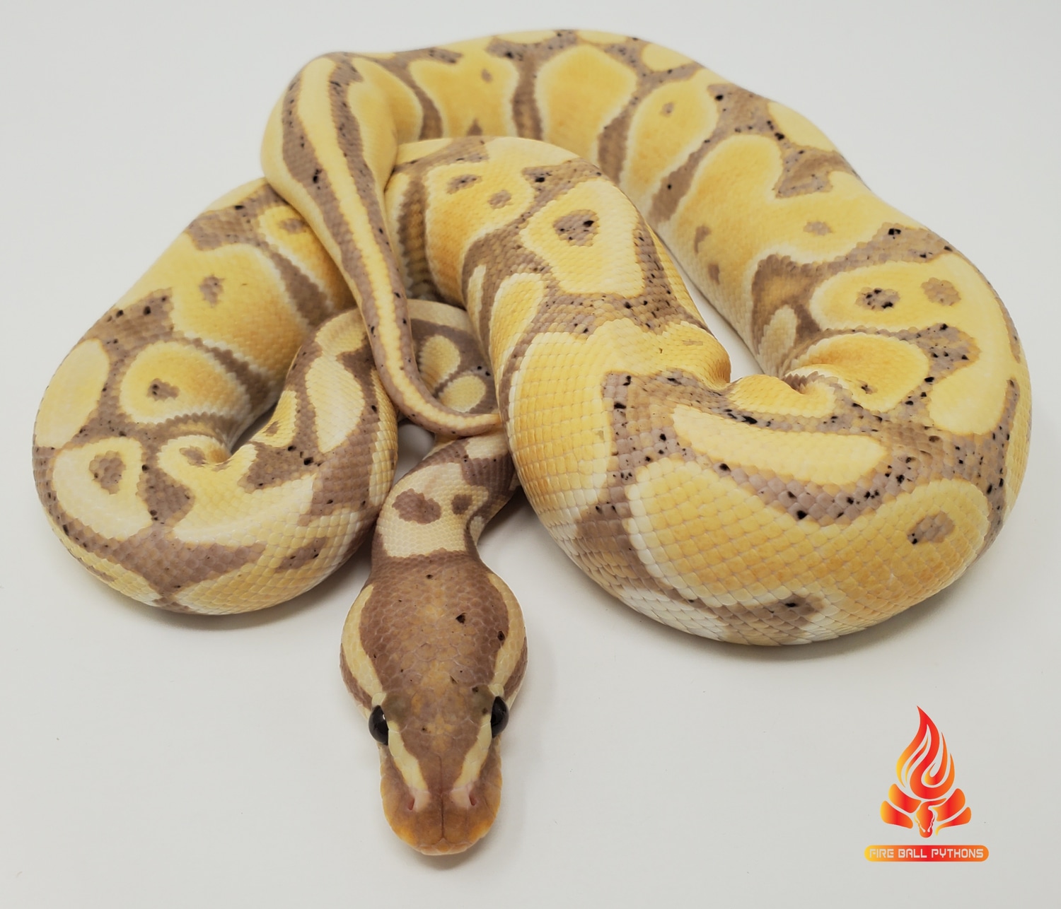CG Blade Dbl Het Clown Pied Ball Python by Fire Ball Pythons - MorphMarket