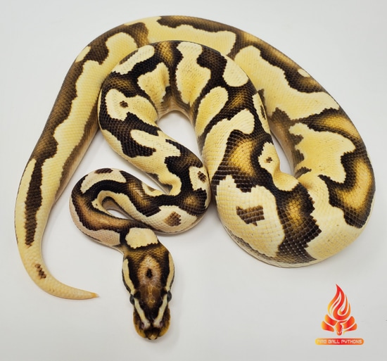 Super OD Fire (Poss YB) Ball Python by Fire Ball Pythons