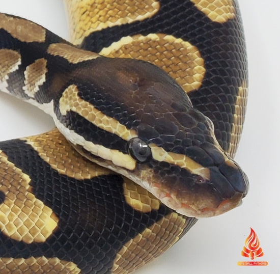 Asphalt Het Pied! Ball Python by Fire Ball Pythons