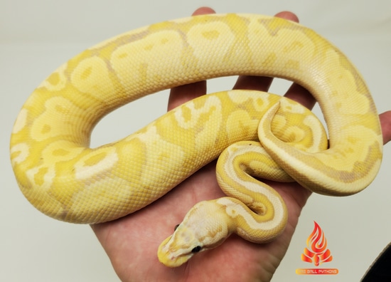 CG YB Pastel Fire Or Vanilla Het Pied Ball Python by Fire Ball Pythons