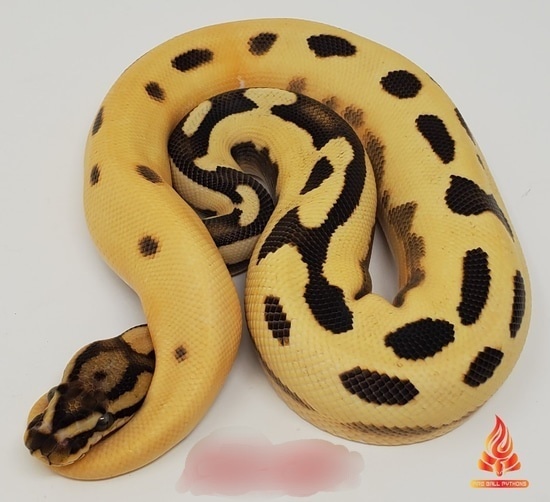Super OD Leopard Fire YB Ball Python by Fire Ball Pythons