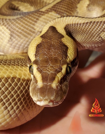 Enchi Leopard Lesser Het Clown! Ball Python by Fire Ball Pythons