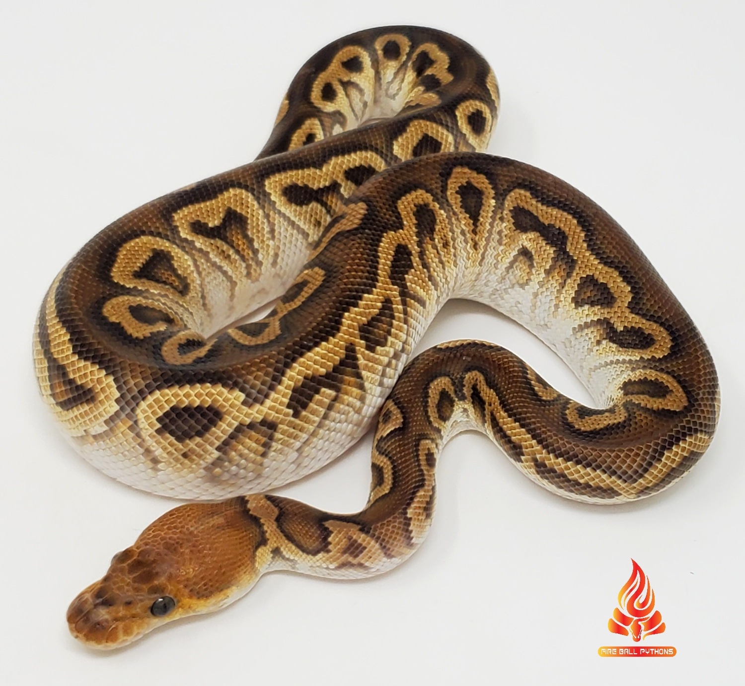 Cypress Clown Ball Python by Fire Ball Pythons - MorphMarket
